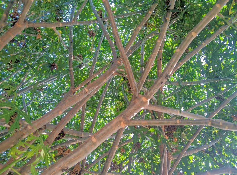 Under the Trees and Lush Tree Branches Stock Photo - Image of trees ...