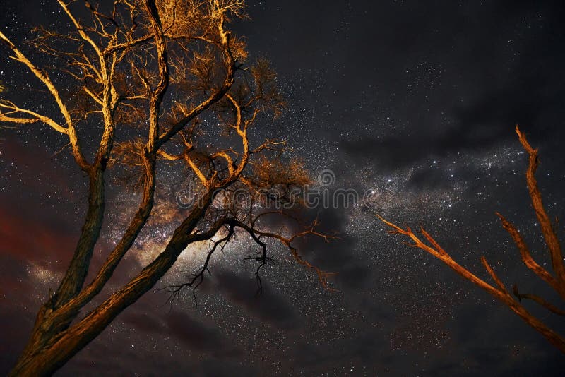 Under the Trees. Majestic View of Clear Sky with Stars and Milky Way in ...