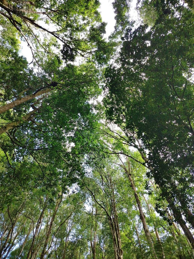 Under the Tropical Rain Forest with Its Dense Leaves Stock Photo ...