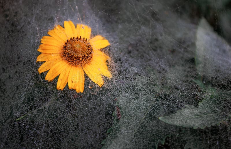 Under a veil of webs. stock photo. Image of sunlight - 253880504