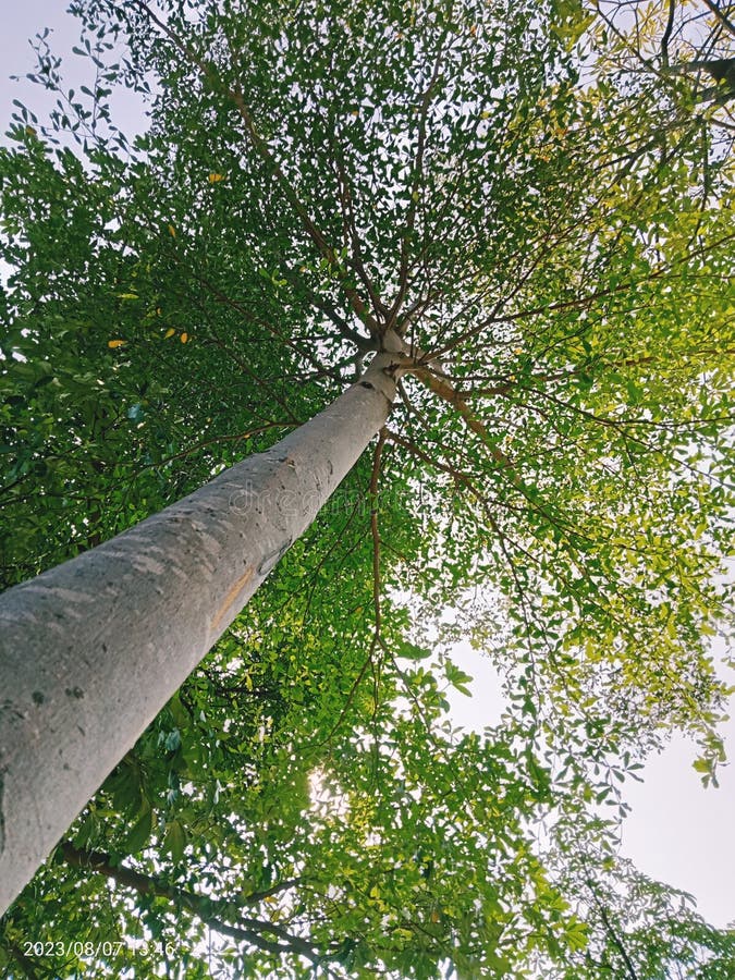 Under a very cool tree stock photo. Image of tree, cooler - 288347190