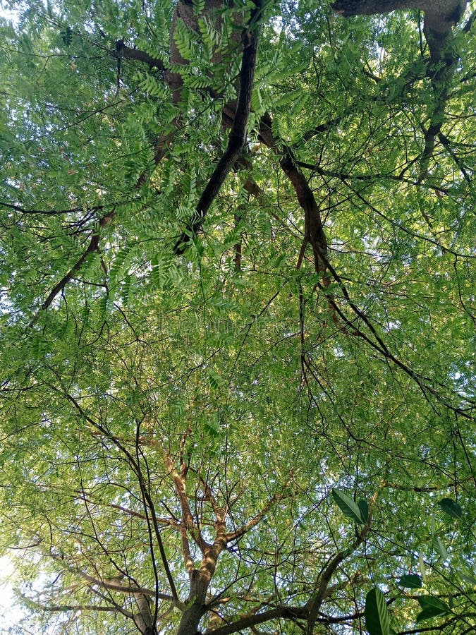 Very Shady Forest on the Top of the Mountain Stock Image - Image of ...