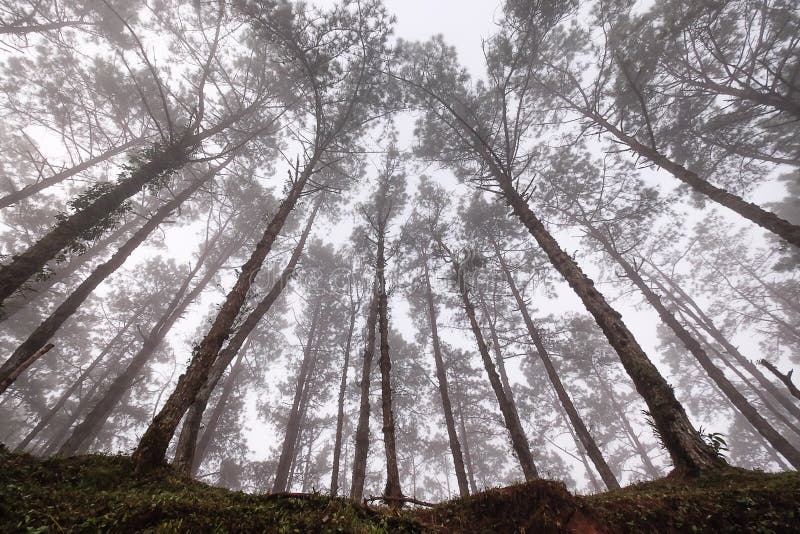 Under View the Atmosphere of Forest Cover by Fog Stock Photo - Image of ...