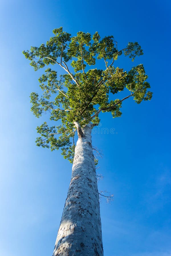 Under View of Big Tree with Blue Sky Background Stock Photo - Image of ...