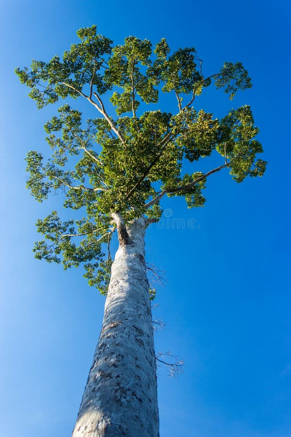 Under View of Big Tree with Blue Sky Background Stock Image - Image of ...