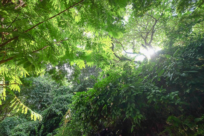 The Under View of the Big Tree Stock Photo - Image of flair, light ...