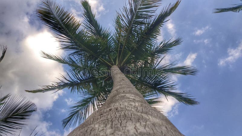 Under View of the Coconut Tree Stock Image - Image of coconut, tropics ...
