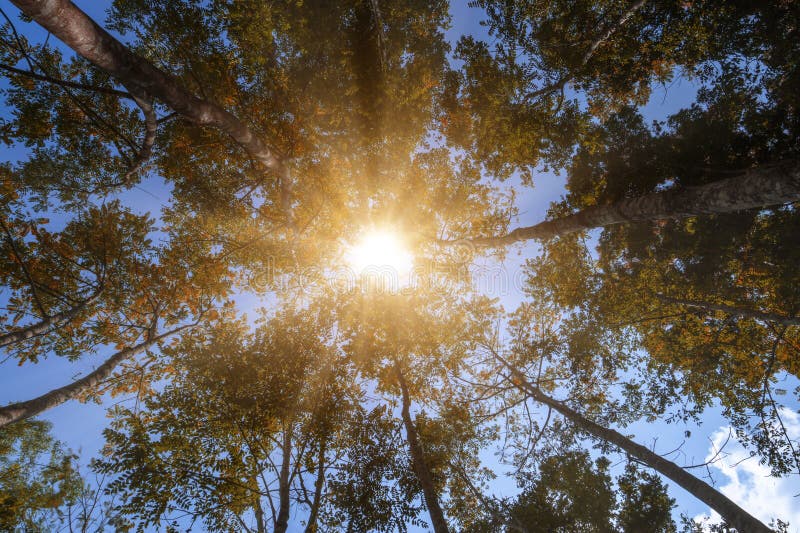 Under View of Rubber Tree with Sunlight and Sky Background Stock Photo ...