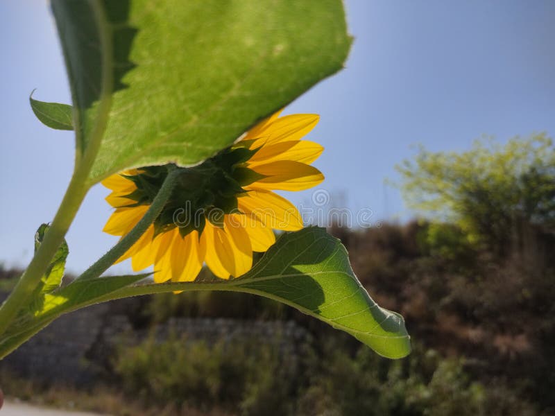 Under View of a Sunflower Glowing in the Sunlight Stock Photo - Image ...