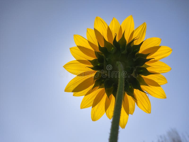 Under View of a Sunflower Glowing in the Sunlight Stock Photo - Image ...