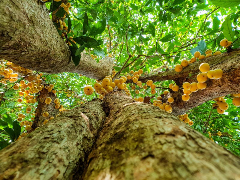 Under View, Thai Fruit Rambeh on the Rambi Tree Stock Photo - Image of ...