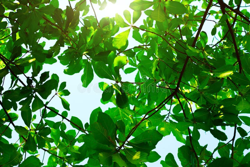 Under View of Tree and Clear Sky Stock Photo - Image of exercise, dust ...