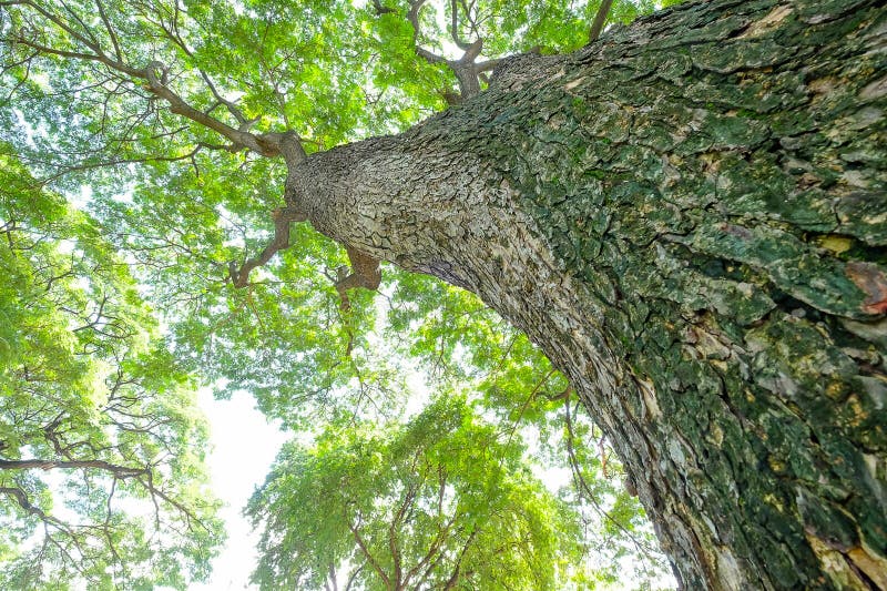 The under view of the tree stock image. Image of moss - 316717673