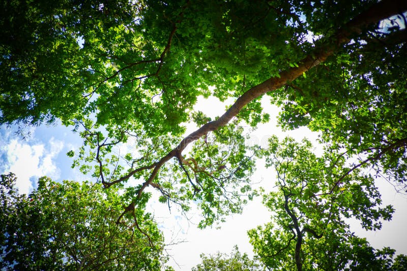 Under View of the Tree in the Forest. Stock Photo - Image of jungle ...