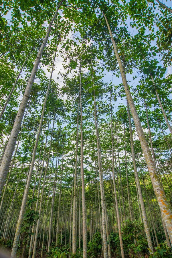 Under View the Tree with Sun Light Stock Image - Image of color, growth ...