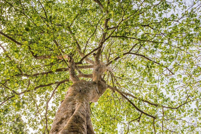 Looking Up from Under View the Tree Stock Image - Image of colorful ...