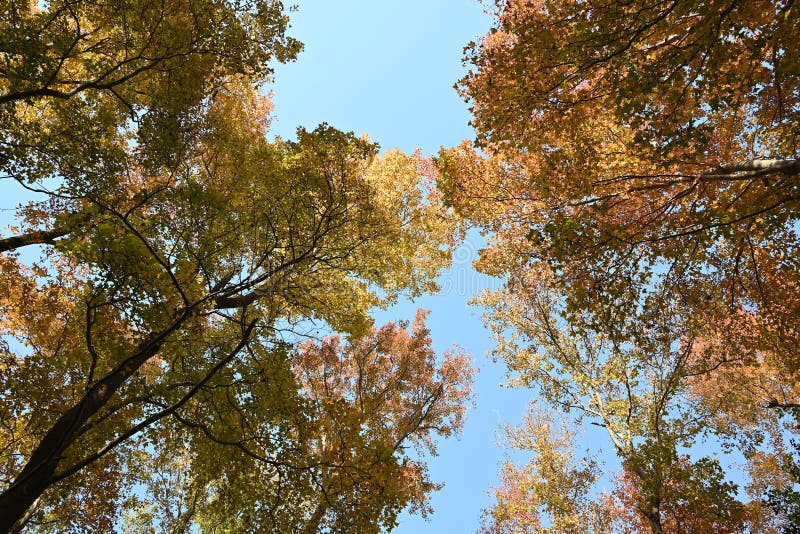 Under View of Tress Under Blue Sky Stock Photo - Image of calming ...