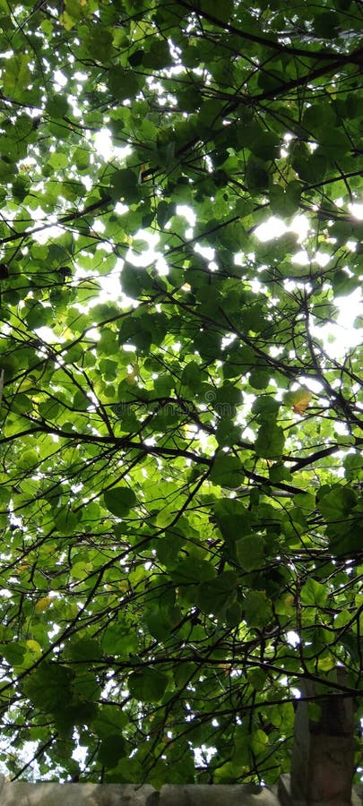 Waru Trees Stock Photos - Free & Royalty-Free Stock Photos from Dreamstime