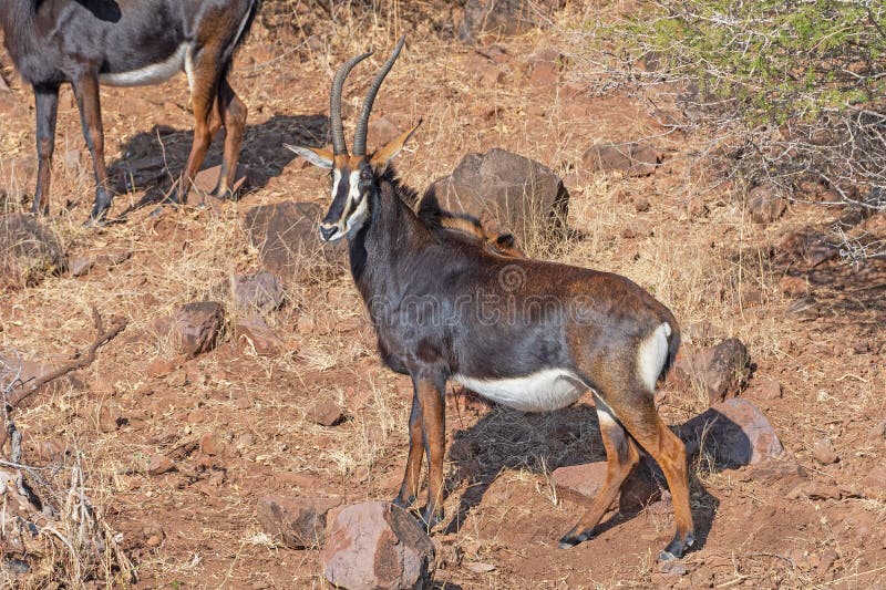 Under the Watchful Eye of a Sable Antelope Stock Photo - Image of ...