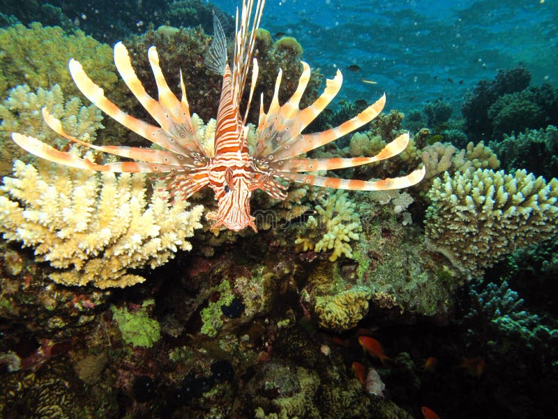 Ray fish red sea stock image. Image of water, fish - 134695629