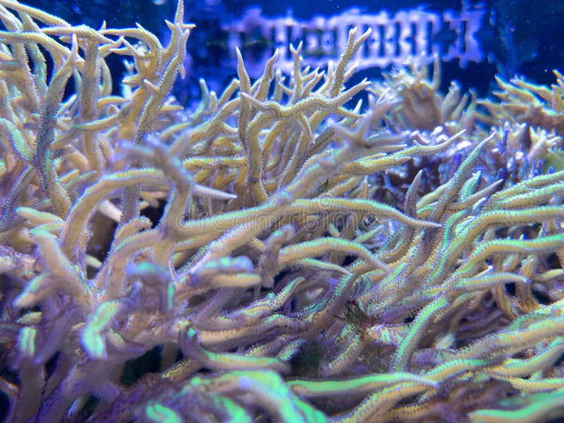 Underwater Photo of Reef Plant Life Stock Image - Image of reef, plant ...