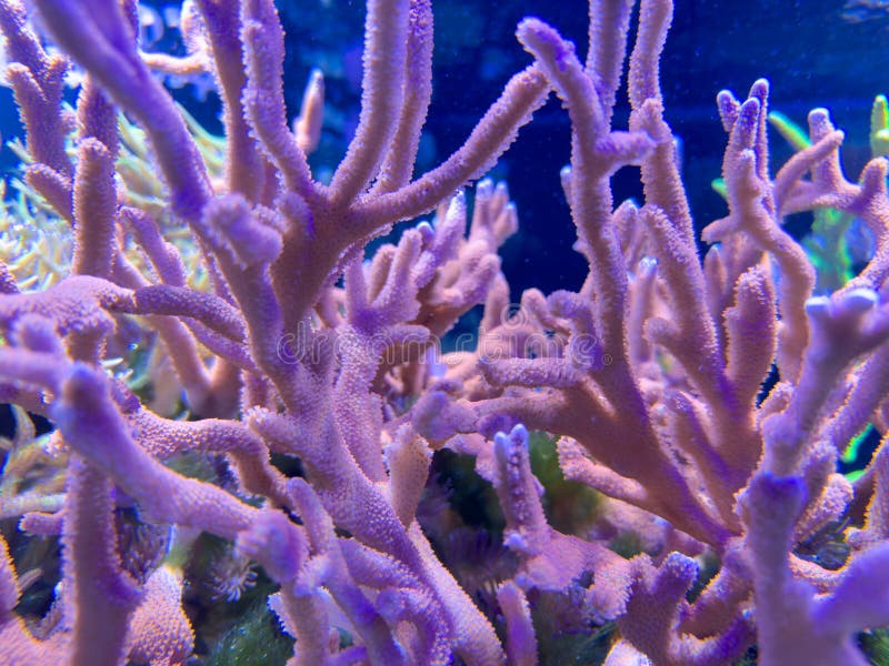 Under Water Photo of Reef Plant Life Stock Image - Image of reef, live ...