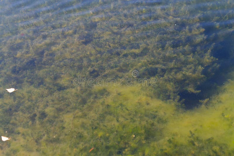 Under water plants stock image. Image of seaweed, forest - 162795235