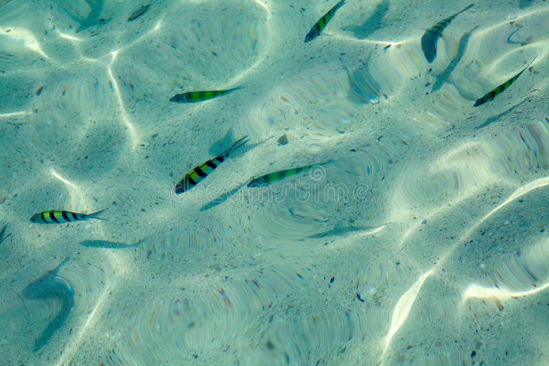 Under Water Surface with Sun Light Reflection and a School of Small ...