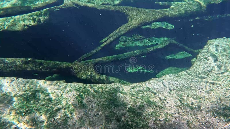 Florida Springs Underwater Barren Landscape. Fresh Water Vegetation on ...
