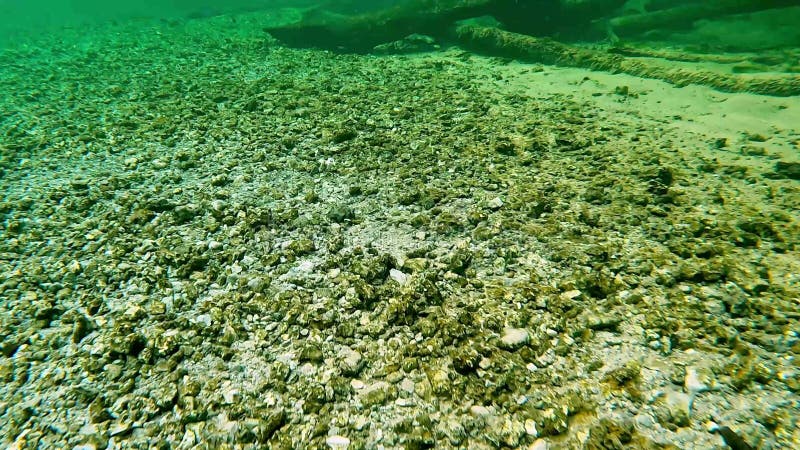 Florida Springs Nature. Underwater View of Bare River Bottom with Fresh ...