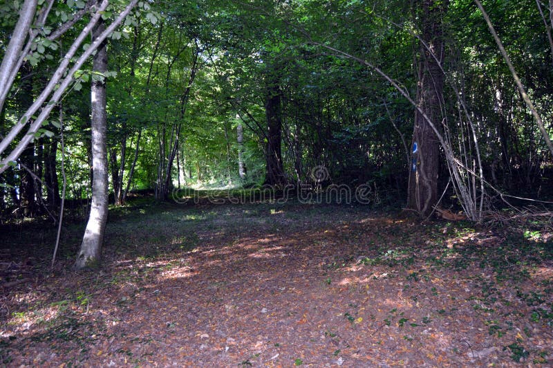 Under Wood and Trees with a Path. Stock Image - Image of trees ...