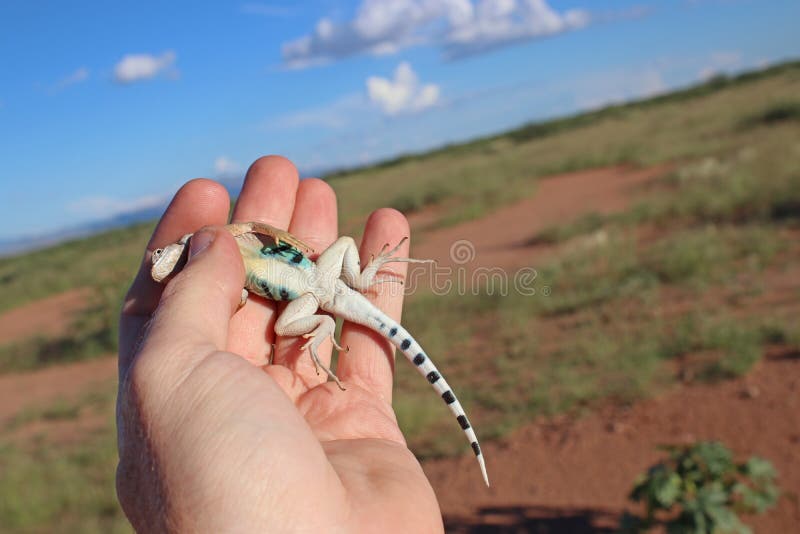 Greater Earless Lizard Cophosaurus Texanus in Hand Stock Image - Image ...