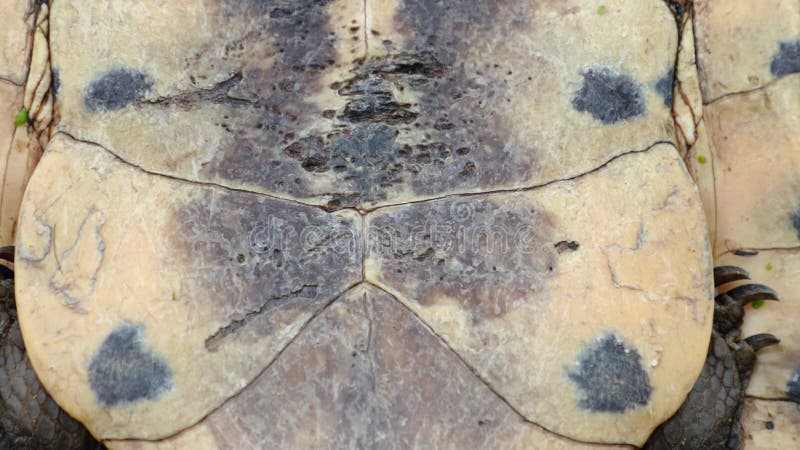 Underbelly of a Painted Turtle Shell Stock Image - Image of sticks ...
