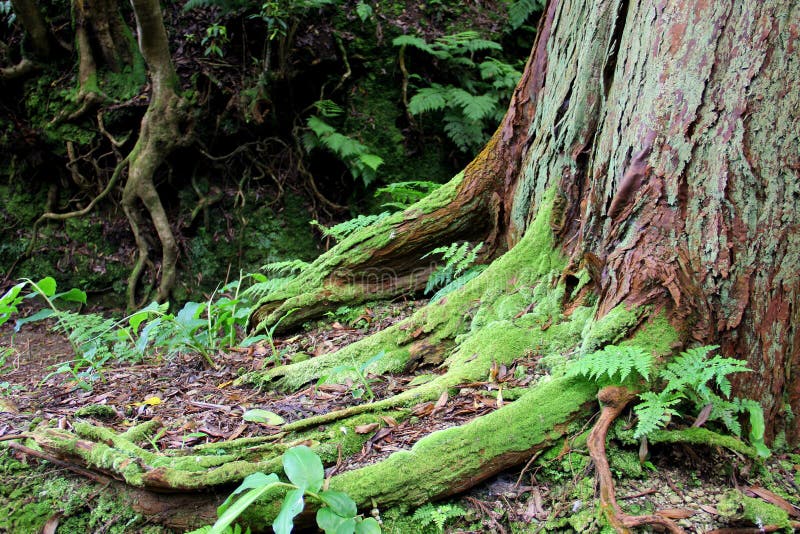 848 Jungle Tree Base Stock Photos - Free & Royalty-Free Stock Photos ...