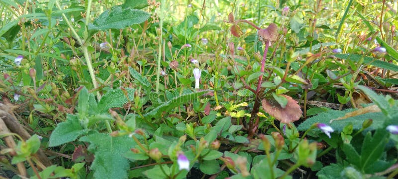 The Underbrush Forms Its Own Colony Consisting of a Wide Variety of ...