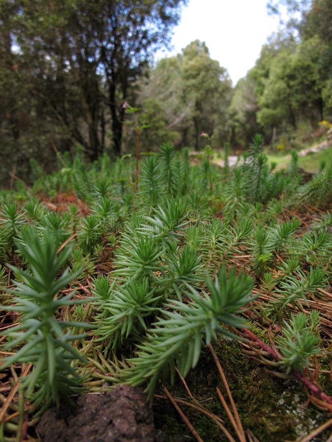 Underbrush stock photo. Image of forest, growing, floor - 98244424
