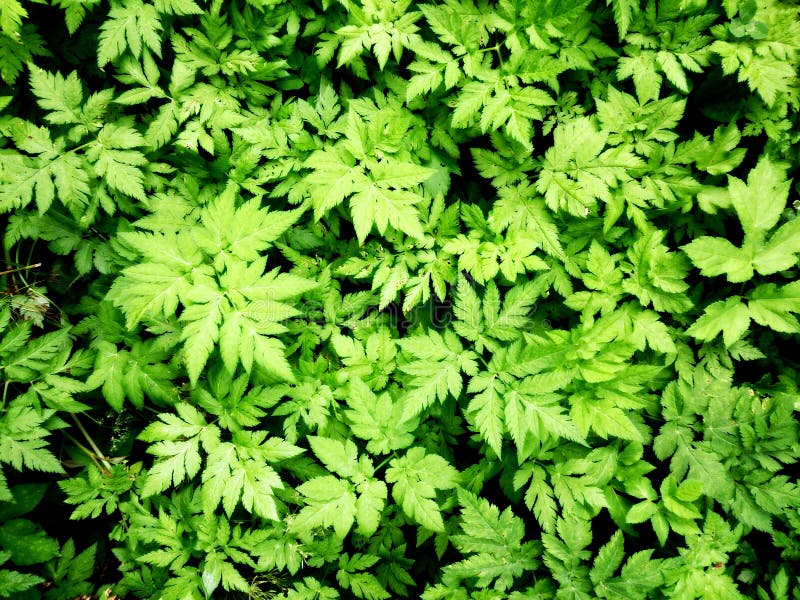 Underbrush stock image. Image of vibrant, underwood, green - 45650955