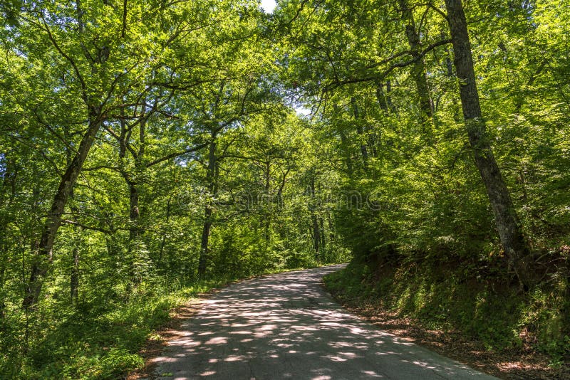 Underbrush Landscape Inside a Forest in the Apennines Mountains Stock ...
