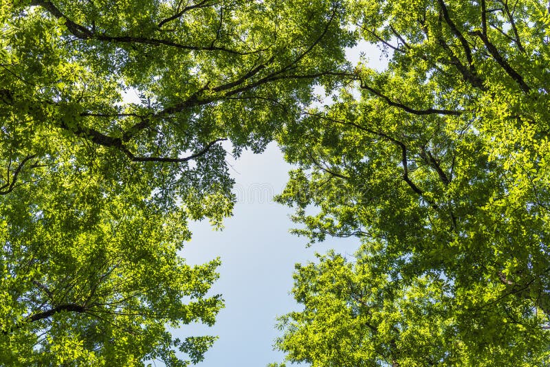 Underbrush Landscape Inside a Forest in the Apennines Mountains Stock ...