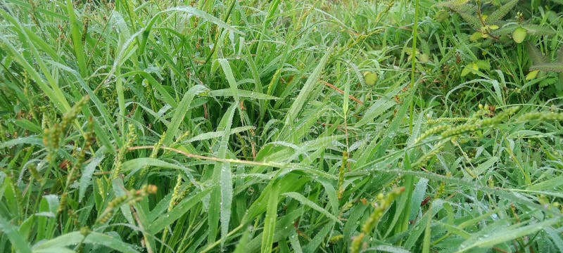 The Underbrush Forms Its Own Colony Consisting of a Wide Variety of ...