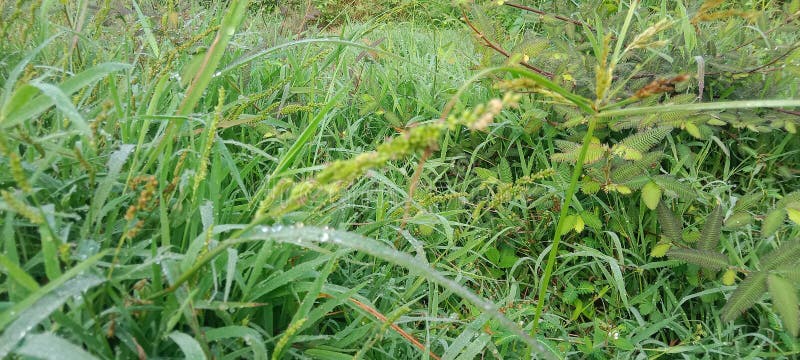 The Underbrush Forms Its Own Colony Consisting of a Wide Variety of ...