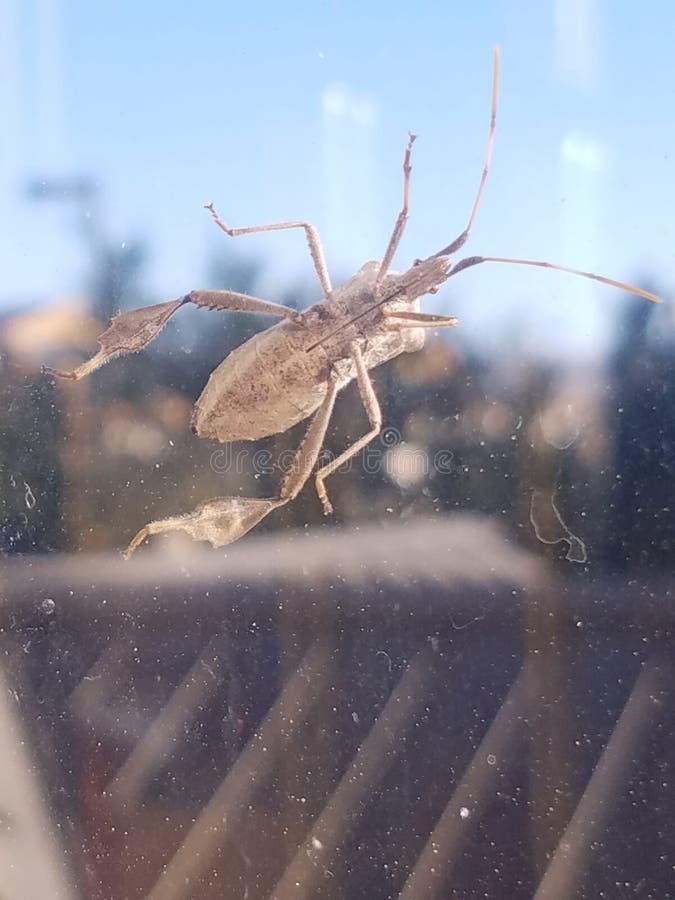 Underbuggy Stock Photos - Free & Royalty-Free Stock Photos from Dreamstime