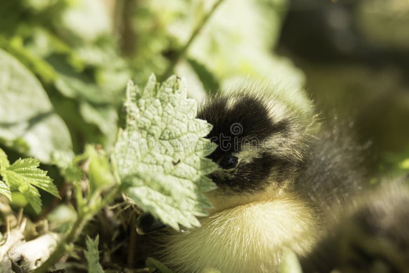 Undercover Duckling Stock Photos - Free & Royalty-Free Stock Photos ...