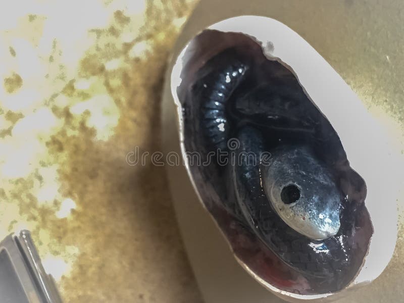 Underdeveloped Embryo of Snake in the Egg. Stock Image - Image of ...