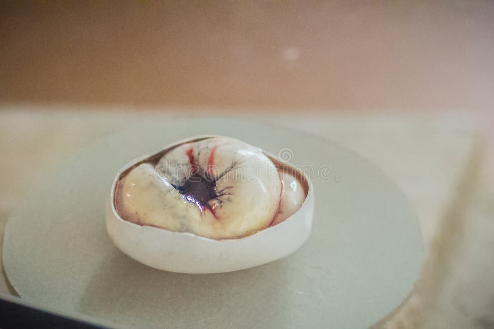 Underdeveloped Embryo of Snake in the Egg. Stock Image - Image of ...
