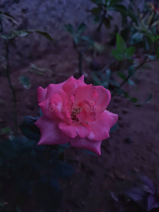Pink rose stock photo. Image of growing, color, petal - 236112342