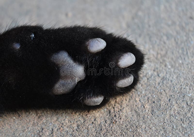 Underfoot of cat foot stock photo. Image of retractable - 98969230