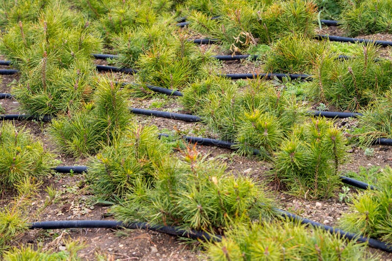 Irrigation System for Young Coniferous Tree Sprouts Stock Photo - Image ...