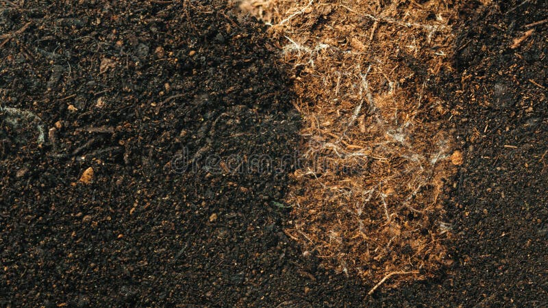 Underground Section of Soil with Roots of Plants during Watering Stock ...