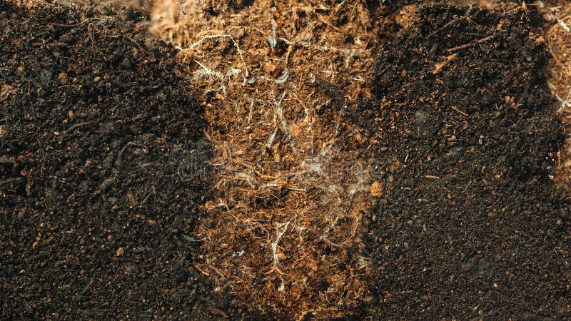 Underground Section of Soil with Roots of Plants during Watering Stock ...